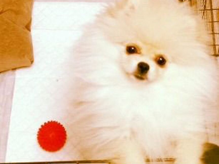 Померанский шпиц