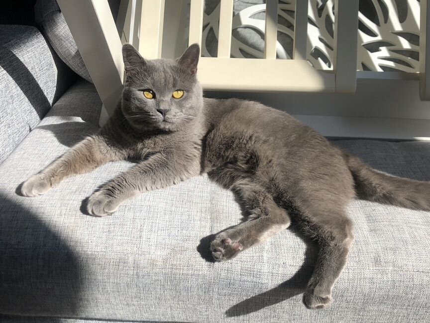 Кот на вязку