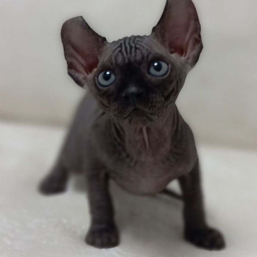 Канадский сфинкс котёнок