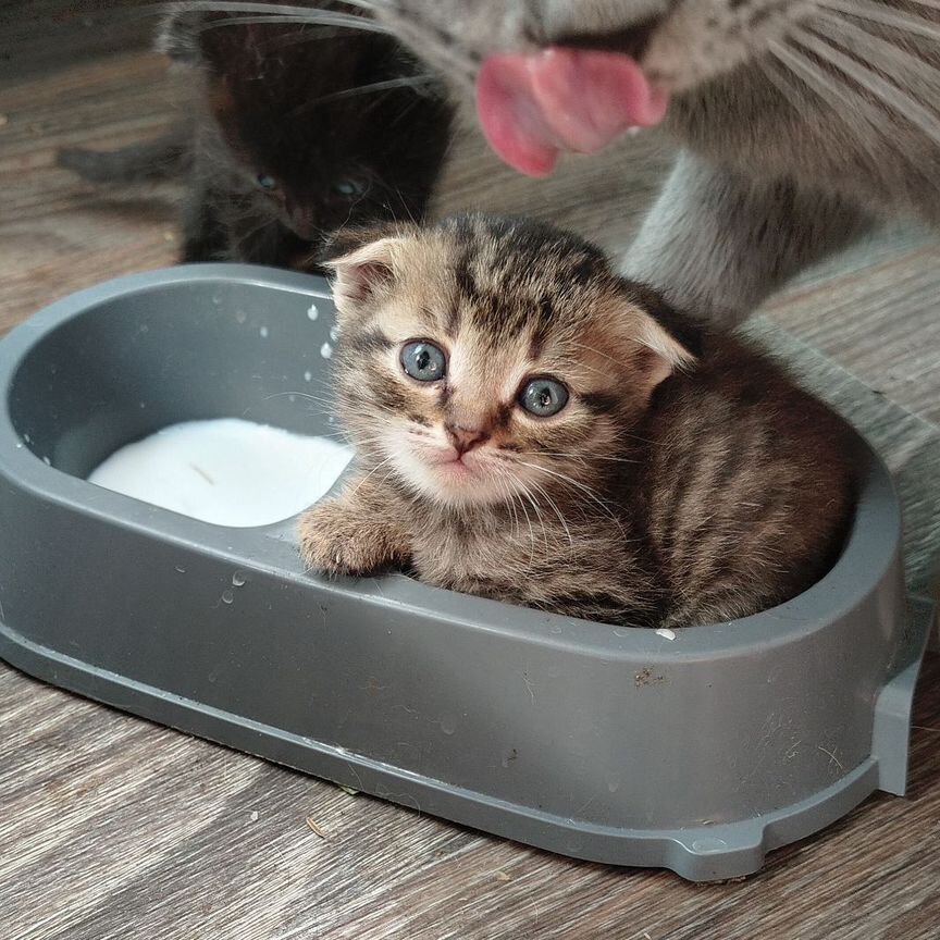 Котёнок в добрые руки