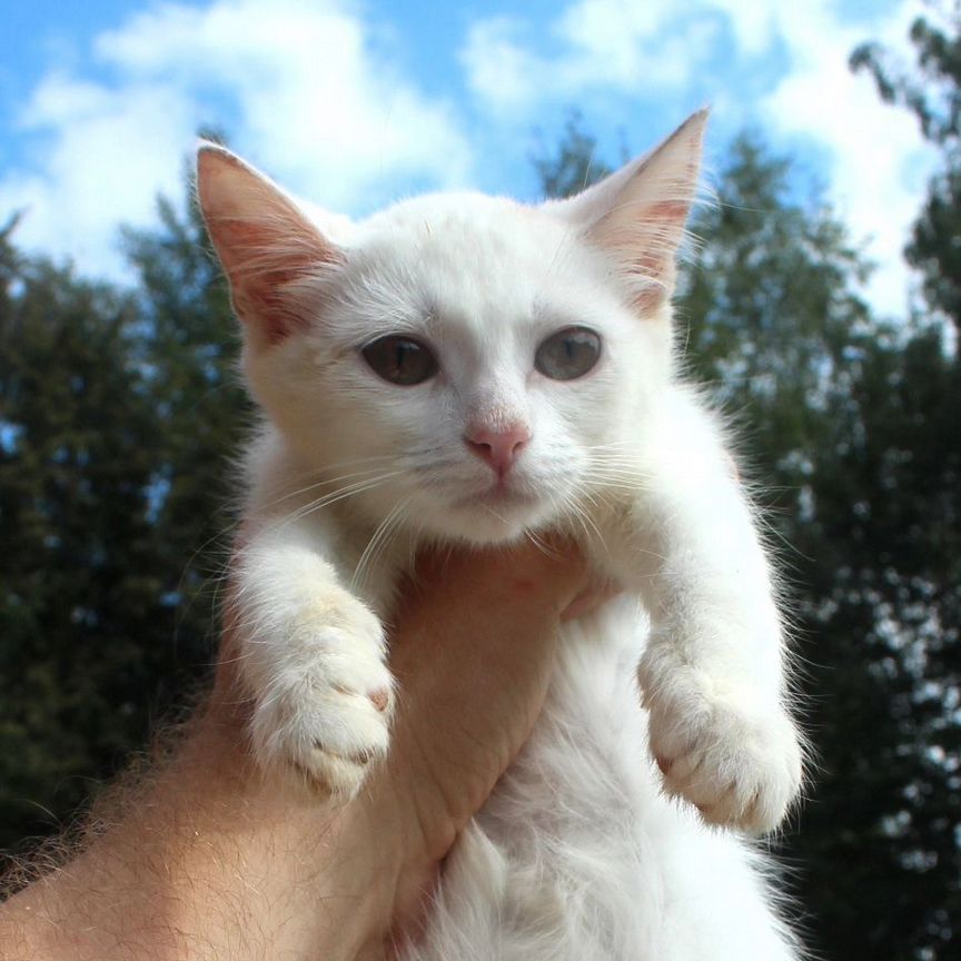 Котенок девочка 2 месяца