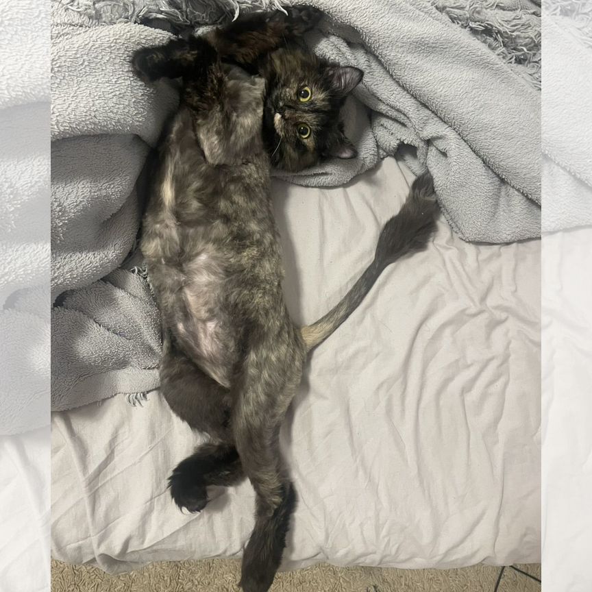 Взрослая, кошка в добрые руки