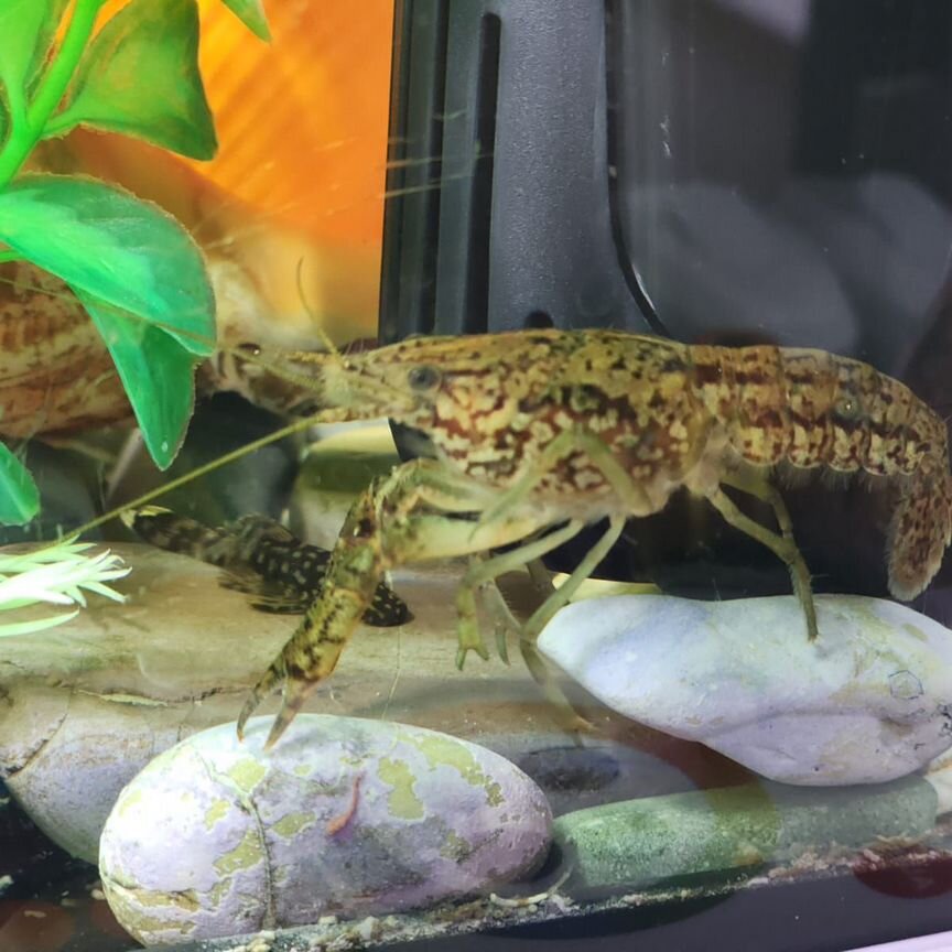 Рак декоративный