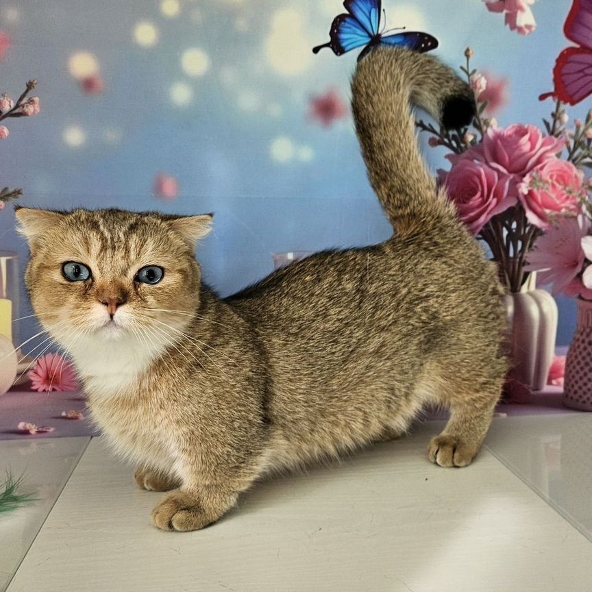 Манчкин котёнок