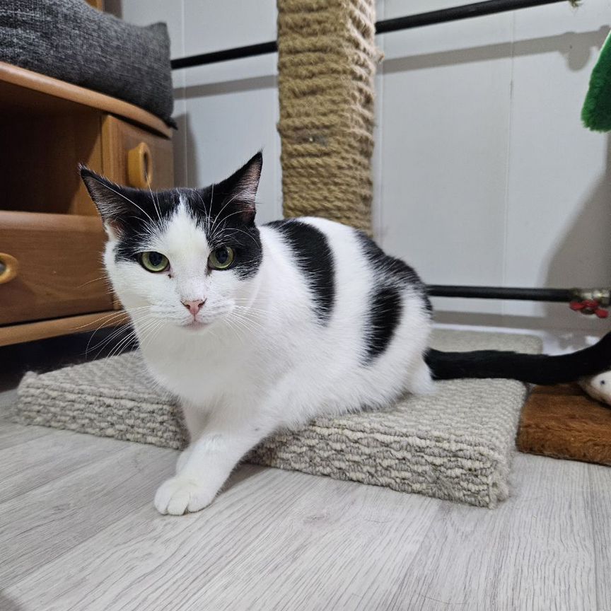 Котик ищет дом