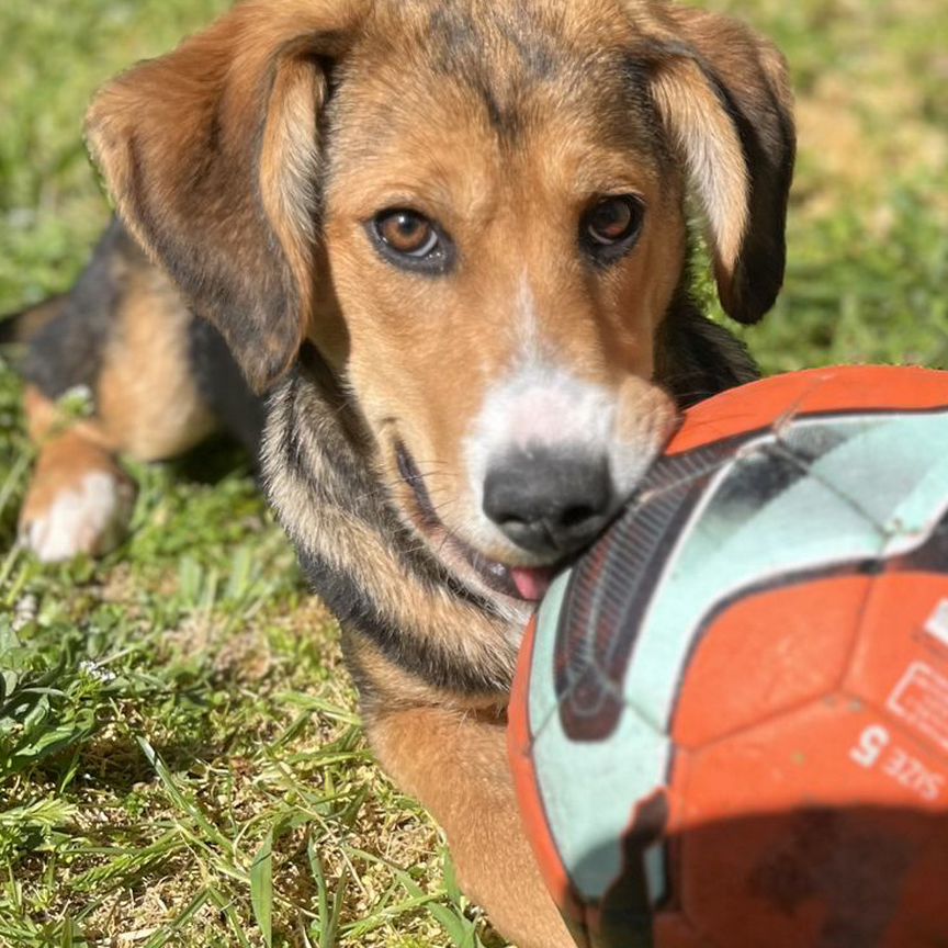 Щенок в добрые руки