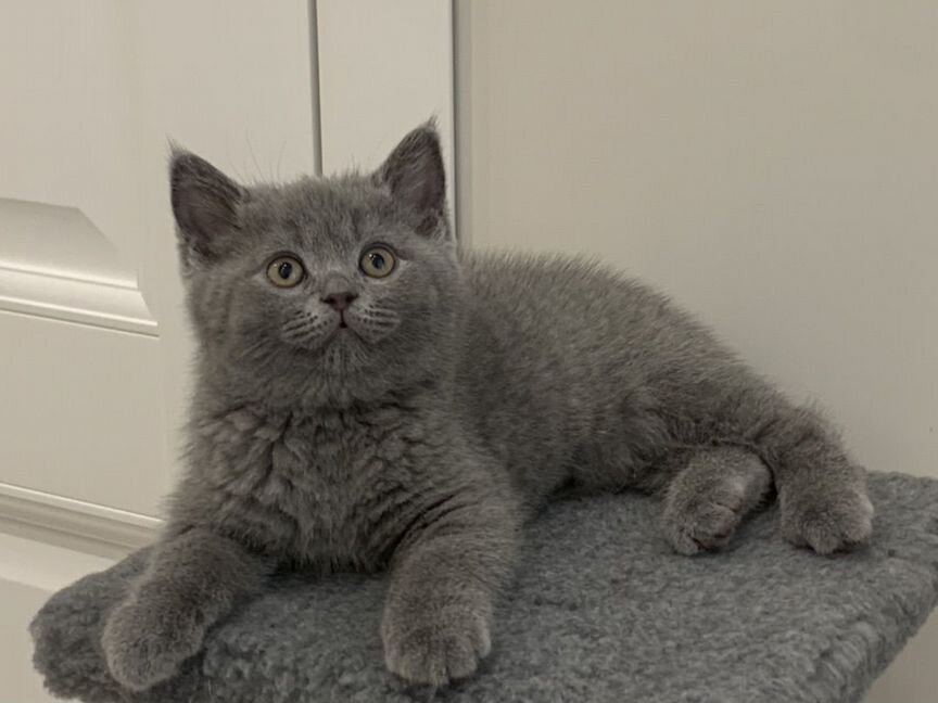 Британский плюшевый котенок