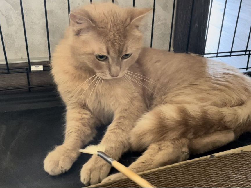 Рыжий кремовый котик, 1,5 года