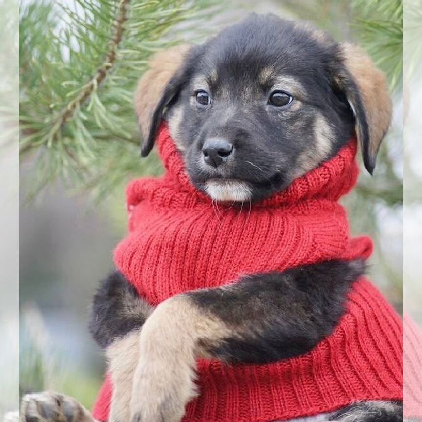 Щенок в добрые руки