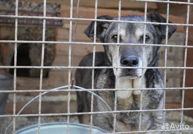 Барс, симпатичный пёс, который гниёт в клетке