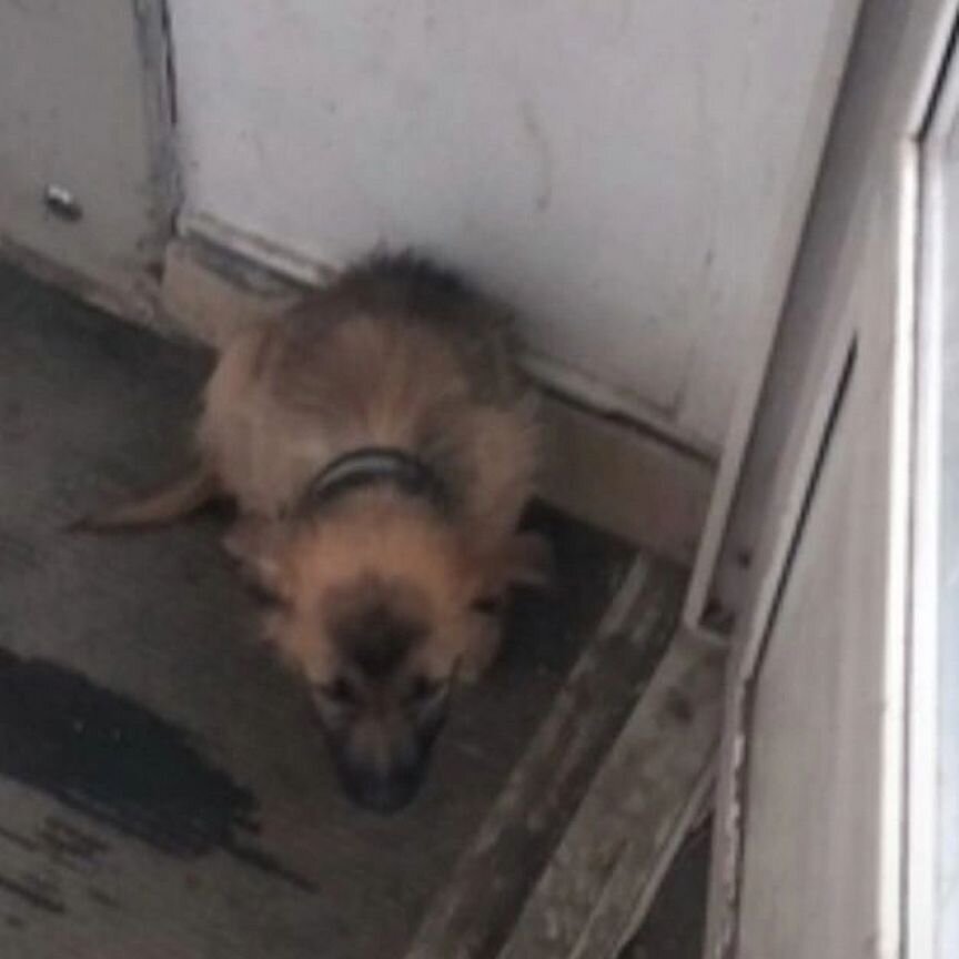 Брошенные Двуногими щеночки ищут дом,передержку