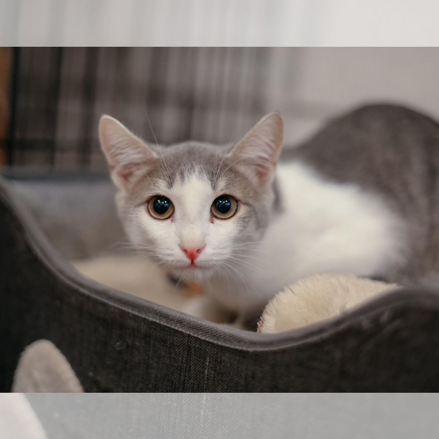 Котёнок Валера ищет дом
