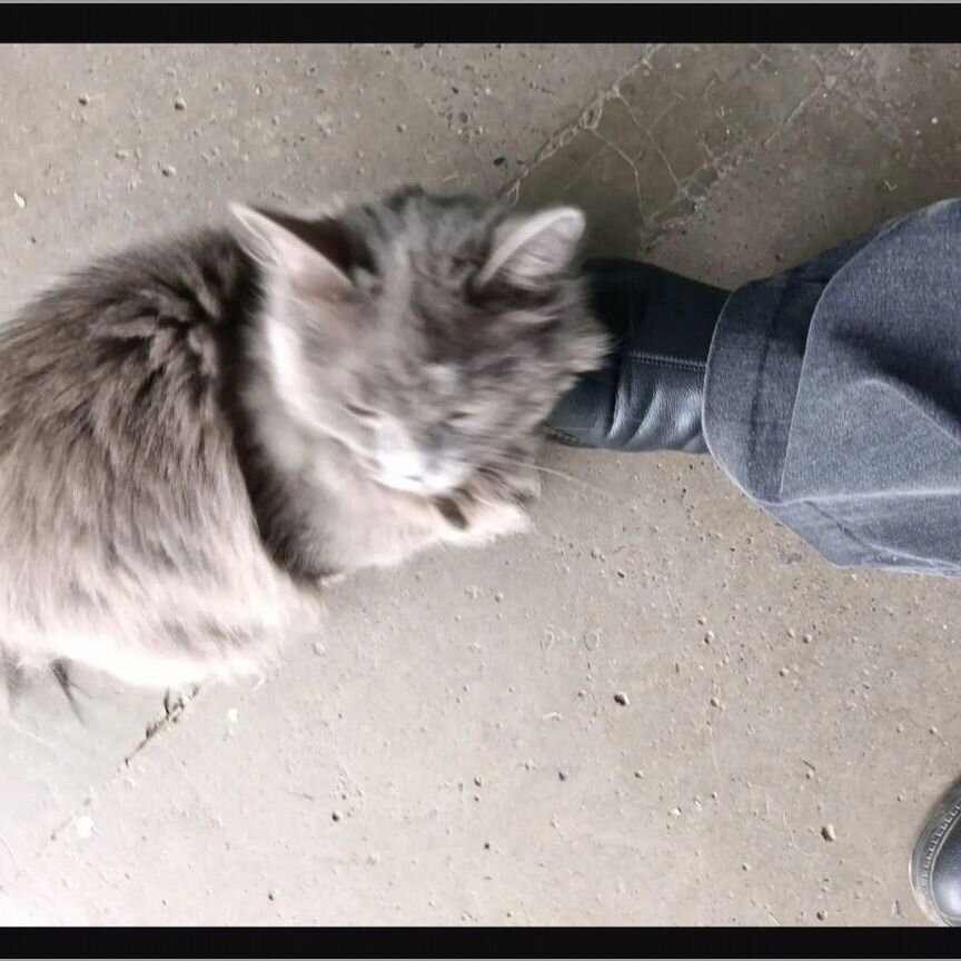 Взрослая, кошка в добрые руки