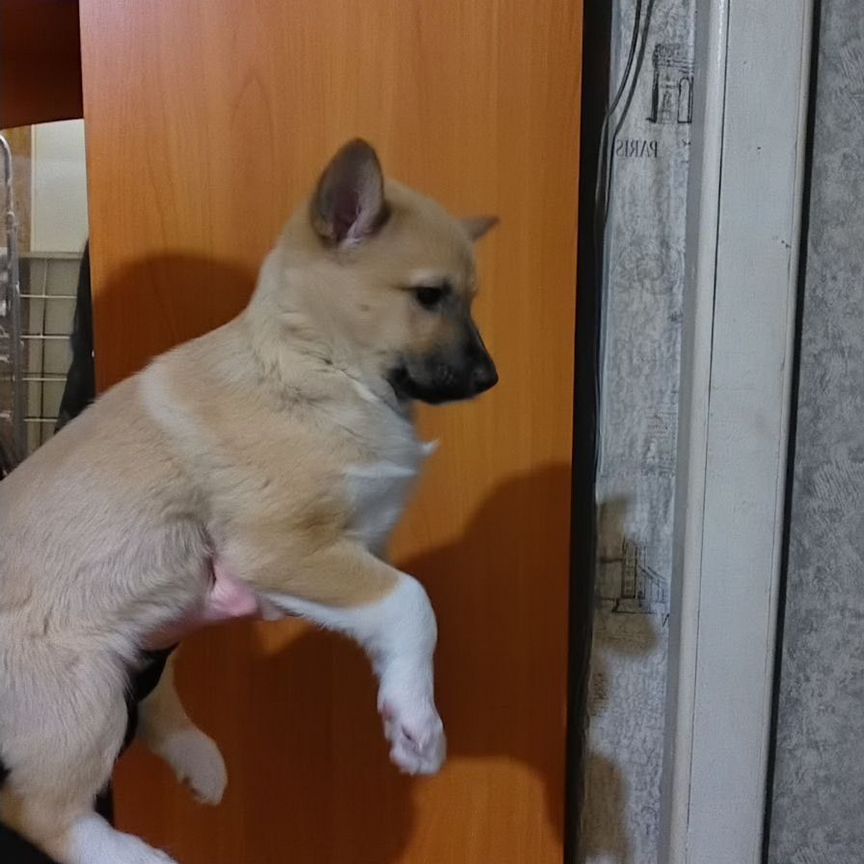 Лайка, щенок