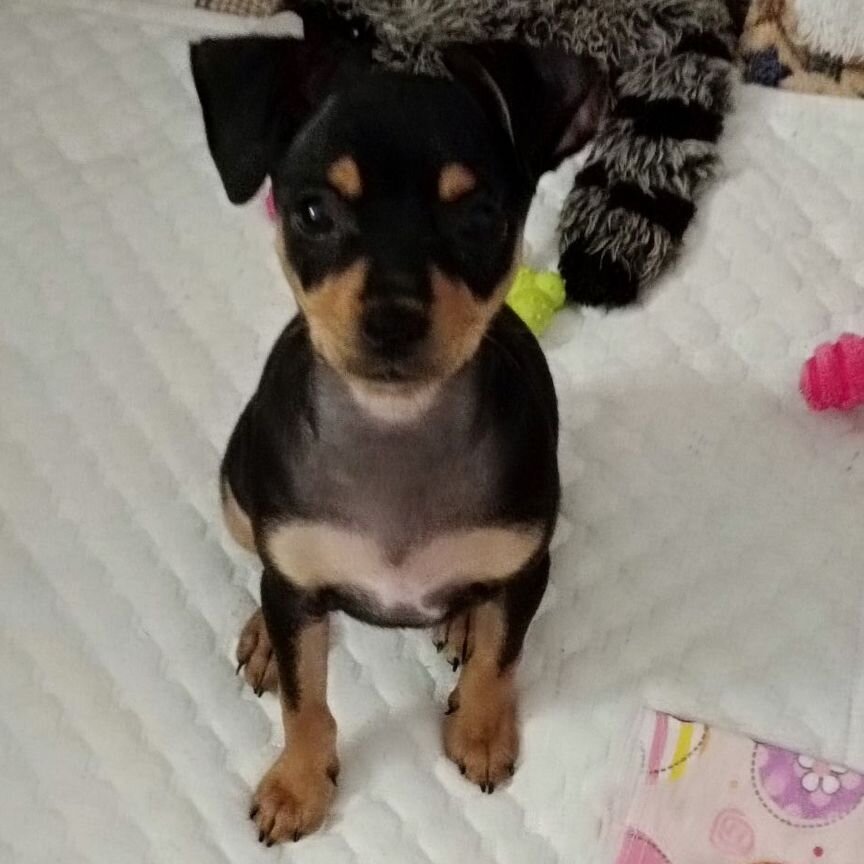 Русский той-терьер, щенок