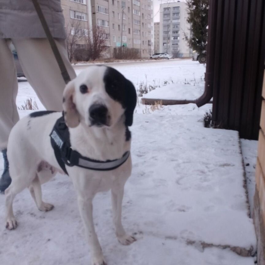 Собака в добрые руки