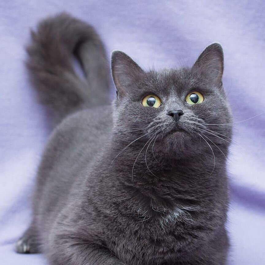 Шикарная голубая красотка Марсельеза ждёт семью