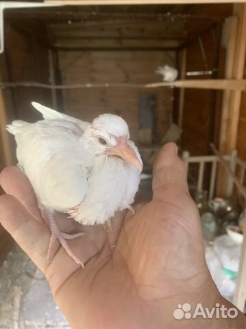 Горлица белая