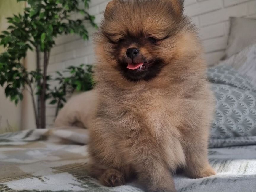 Померанский шпиц