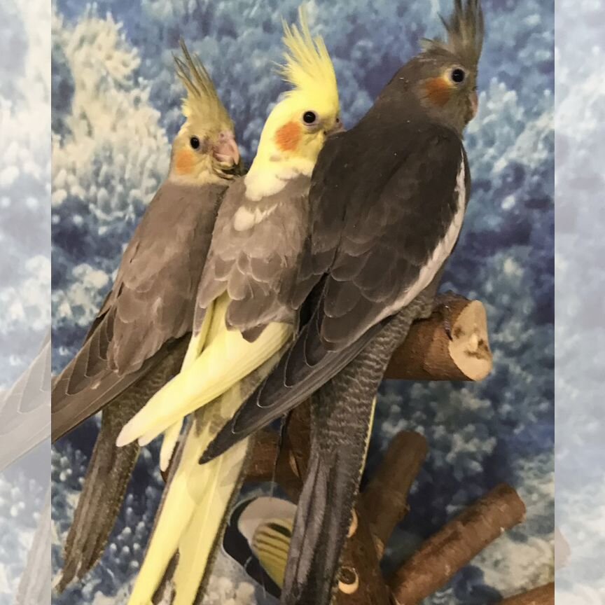 Попугай карелла птенцы