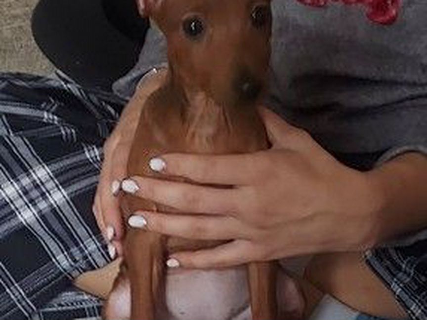 Цвергпинчеры