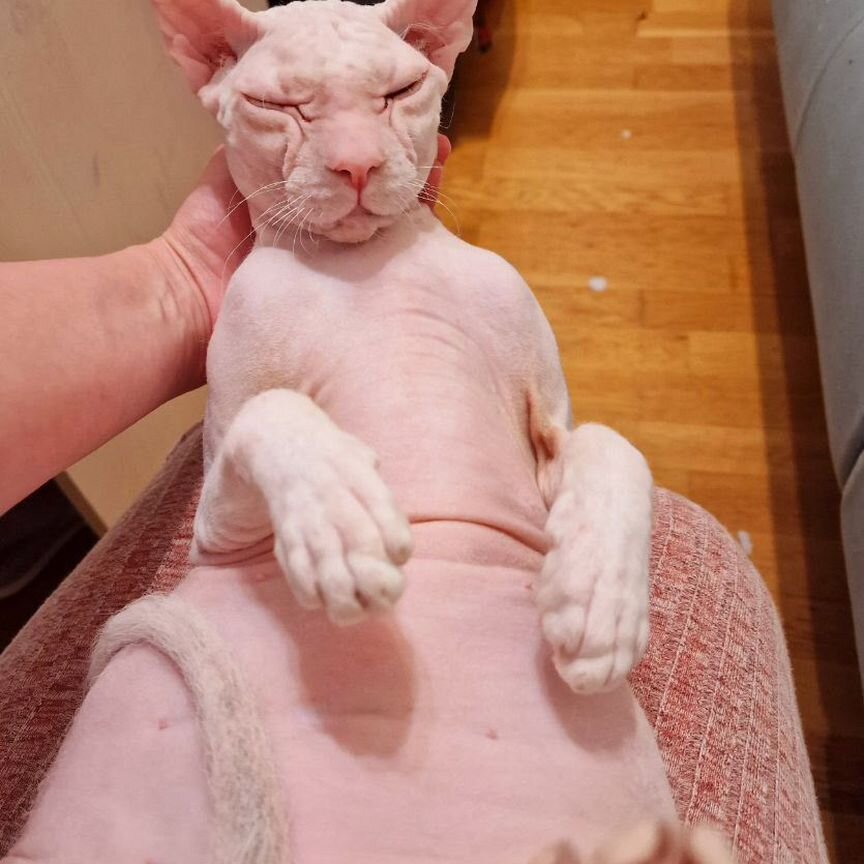 Донской сфинкс кот