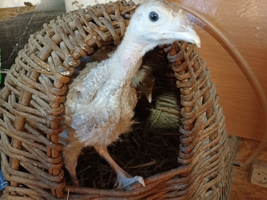 Индюшата двухнедельные