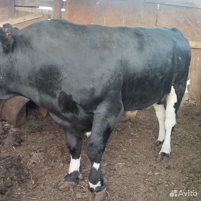 Быки и телки на мясо