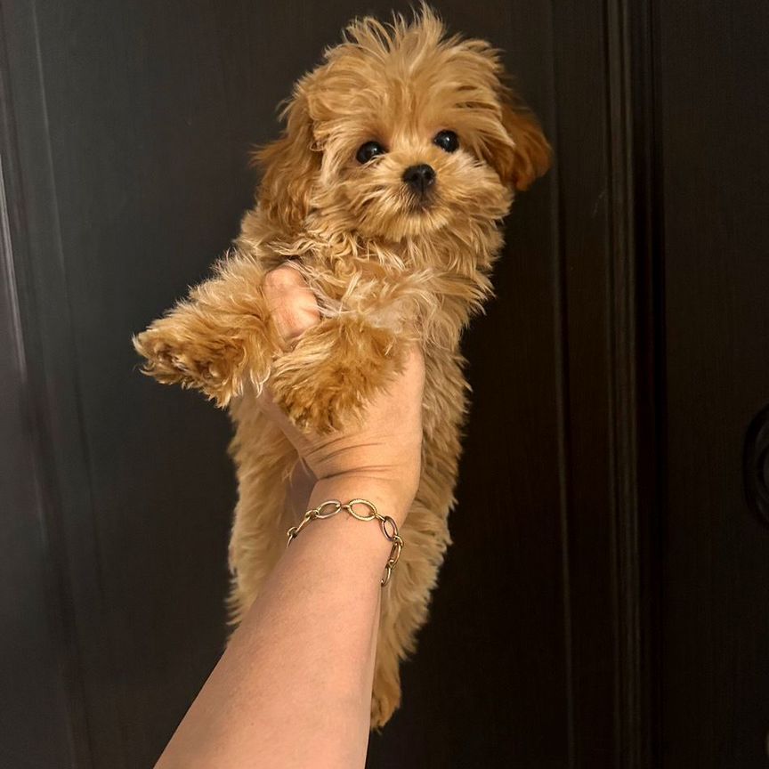 Мальтипу, щенок