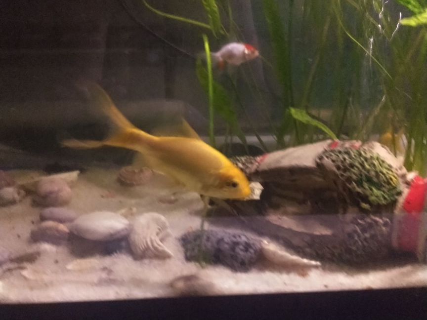 Золотые рыбки отдам