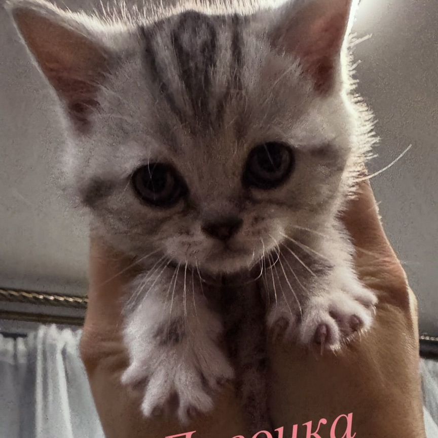 Шатланские котята