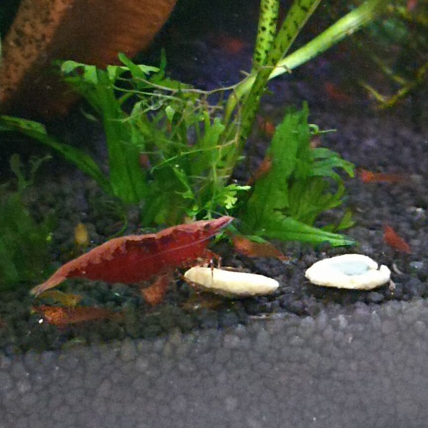 Аквариумные креветки вишня