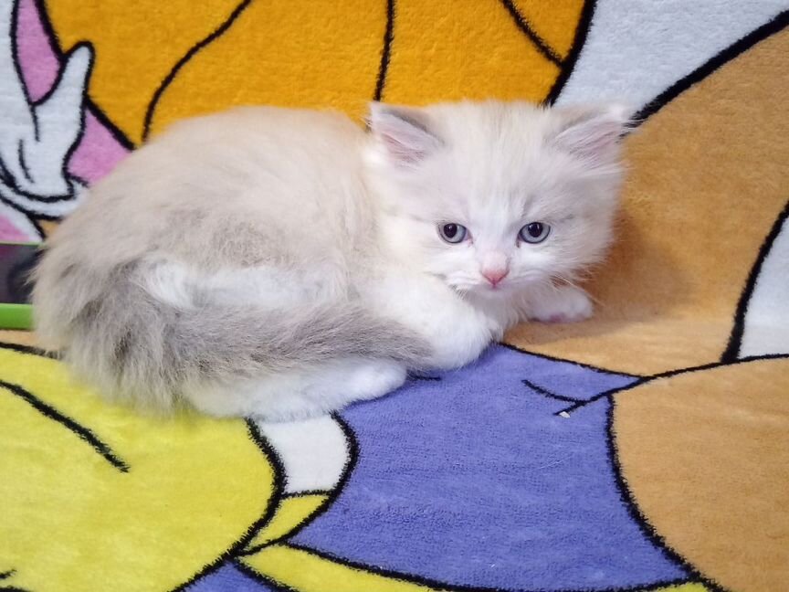 Кошка