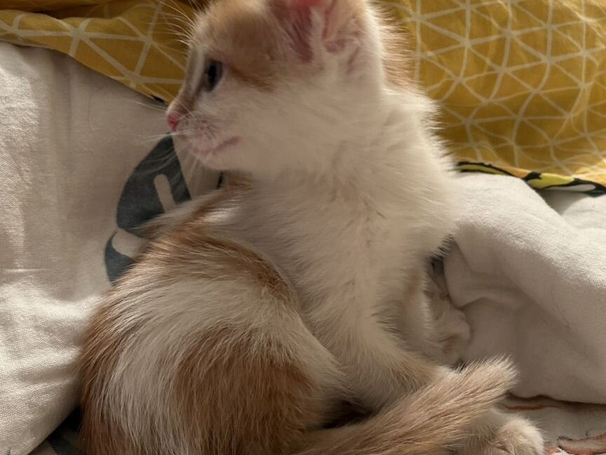 Кошечка бело-рыжая в добрые руки