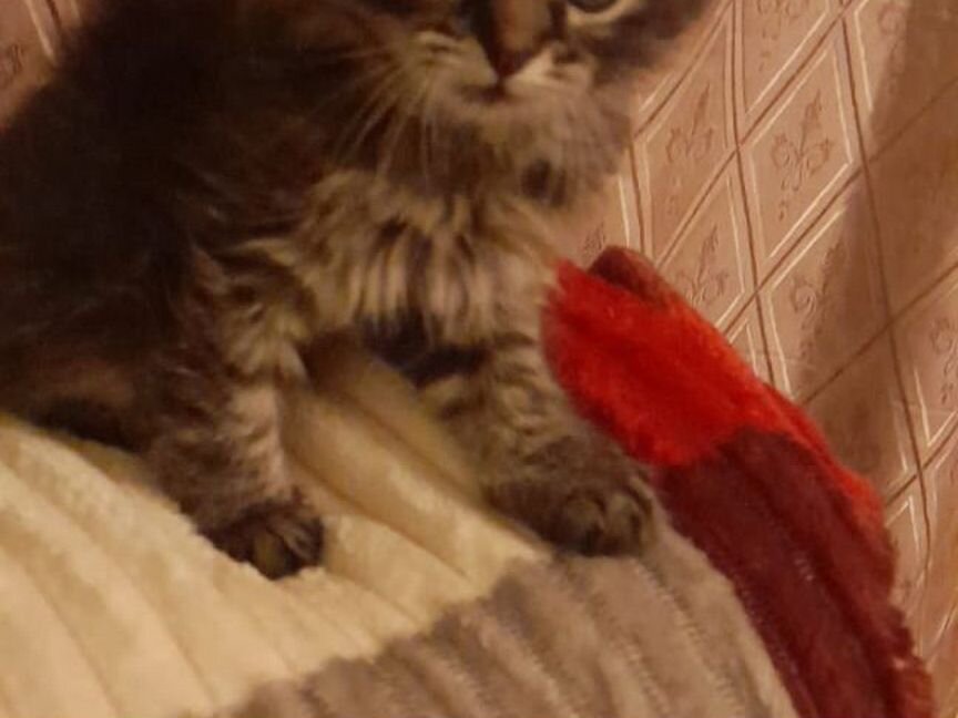 Кошка