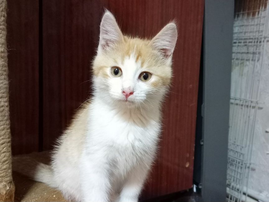 Котенок в добрые руки