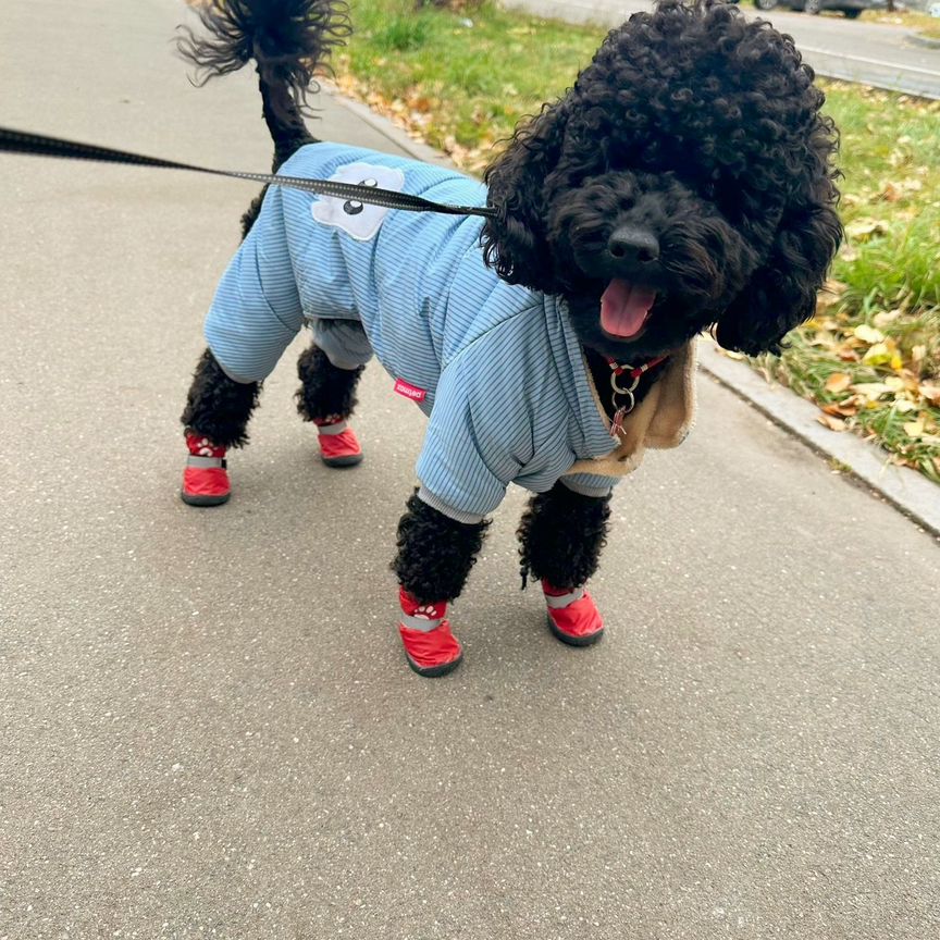 Пудель карликовый 1 год