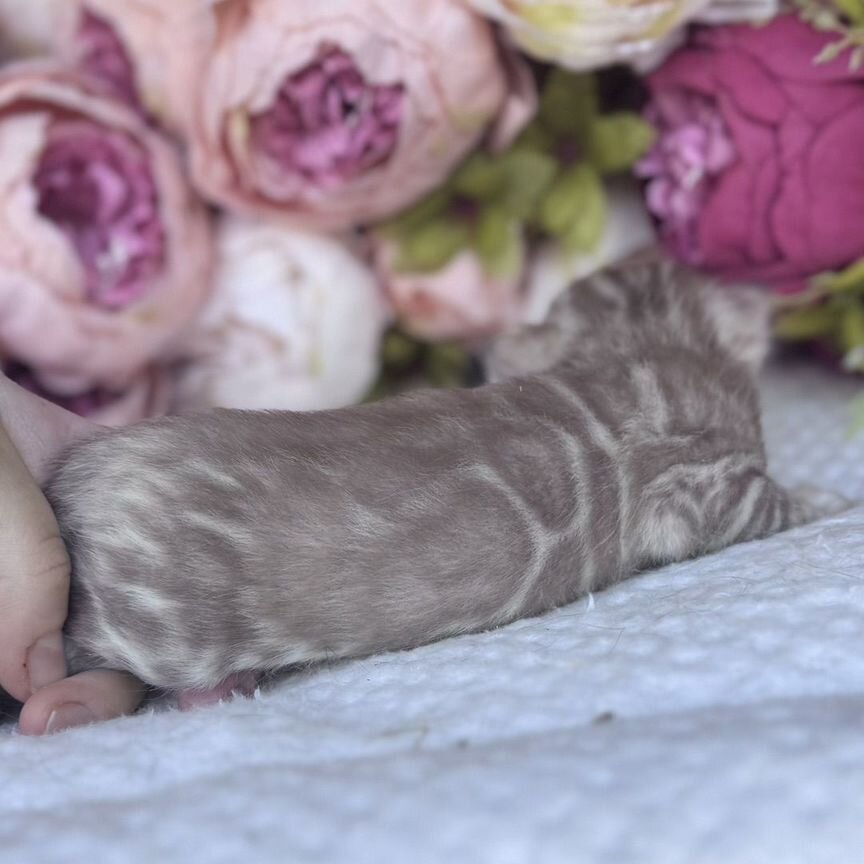 Мальчик минк