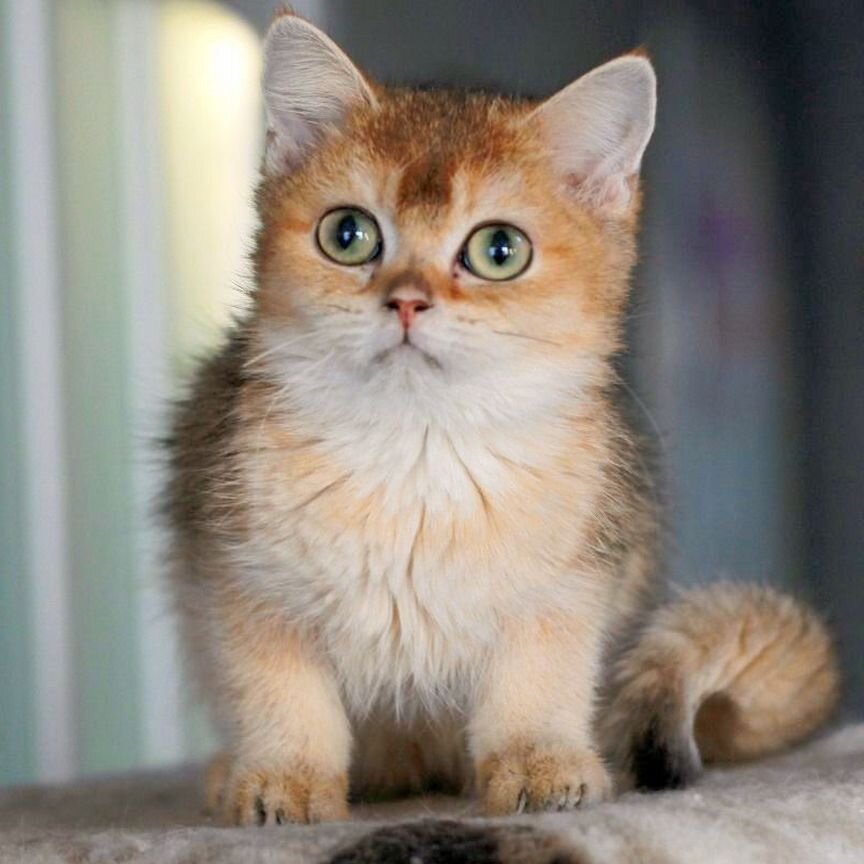 Британский золотой котик