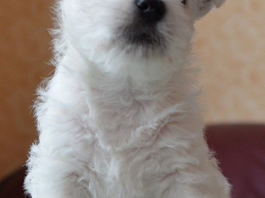 Вестики- Лучшие Друзья