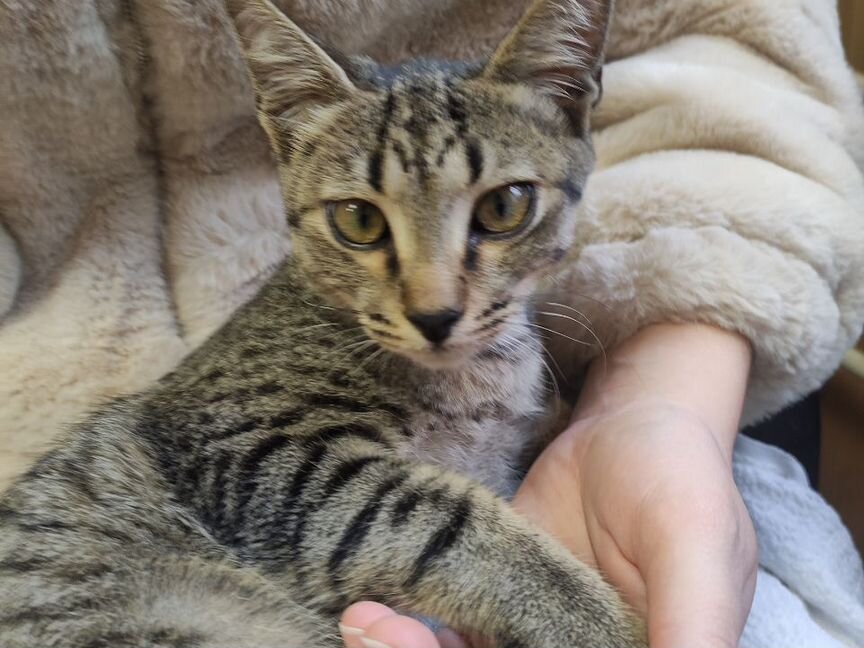 Котёнок "камышик" в добрые руки