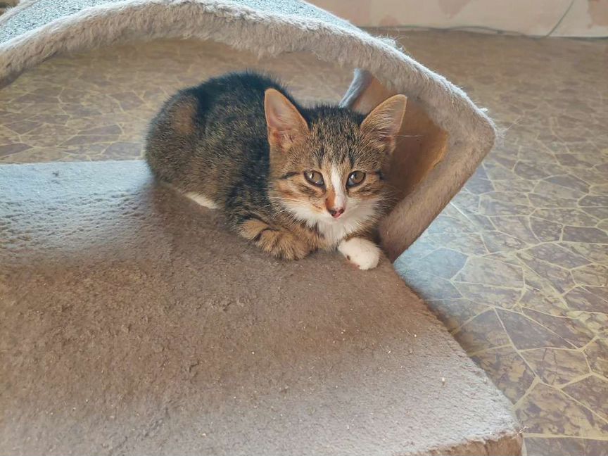 Котёнок Принцесса в поисках дома