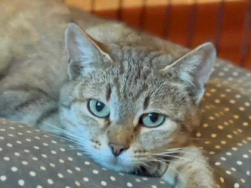 Кошечкк