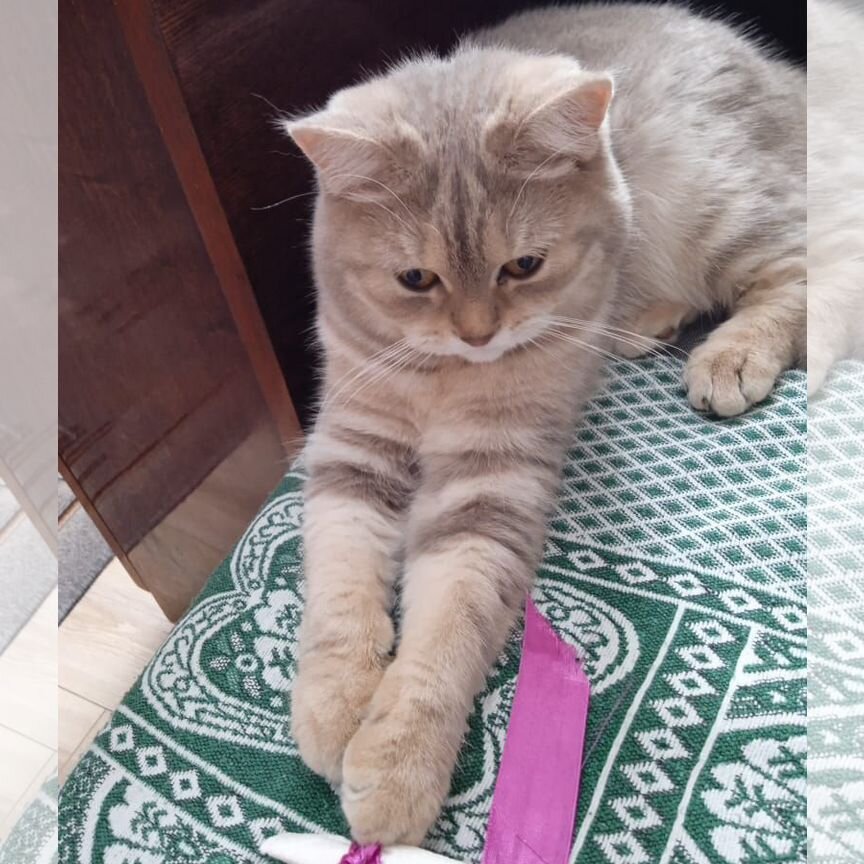 Кошечка 2 года