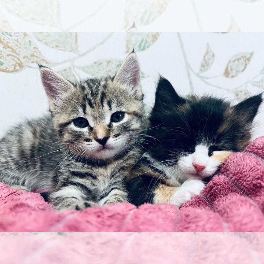 Котята в хорошие руки