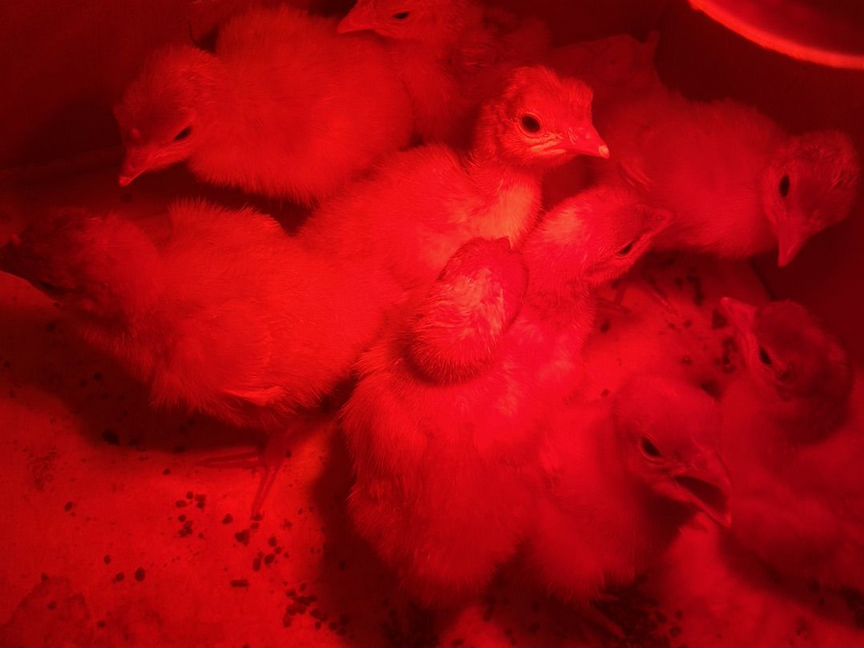 Индюшата суточные