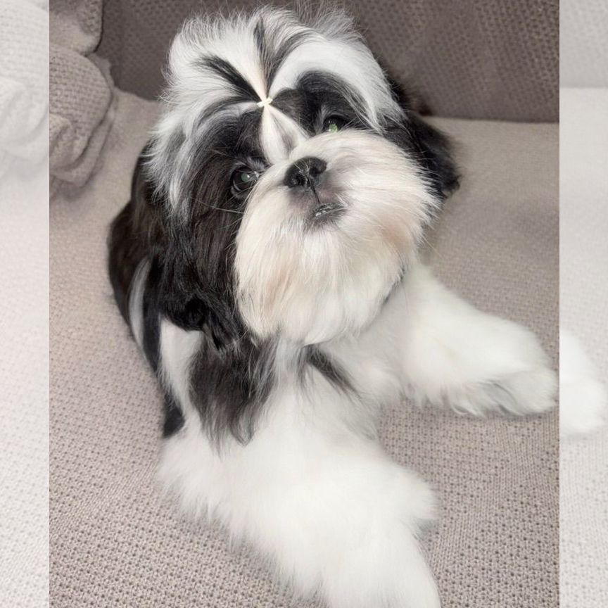 Ши-тцу, щенок