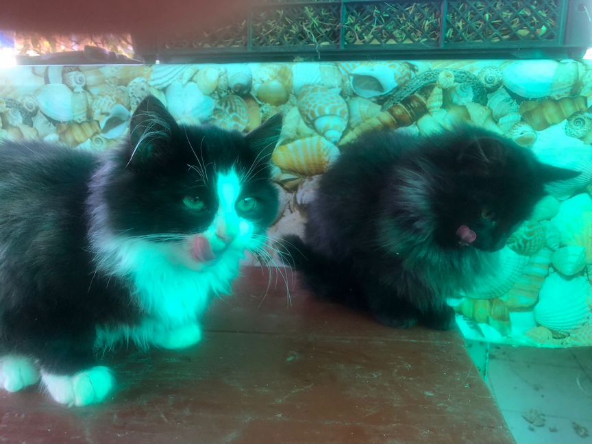 Котята бесплатно