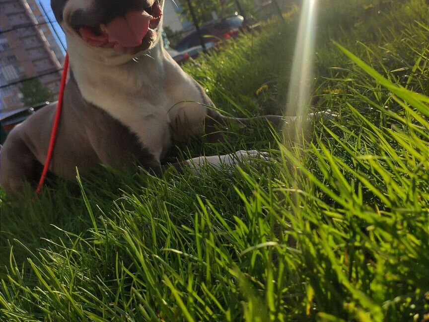 Стаффорд в добрые руки