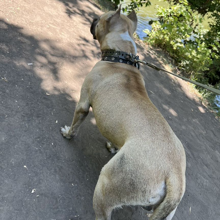 Стаффорд вязка